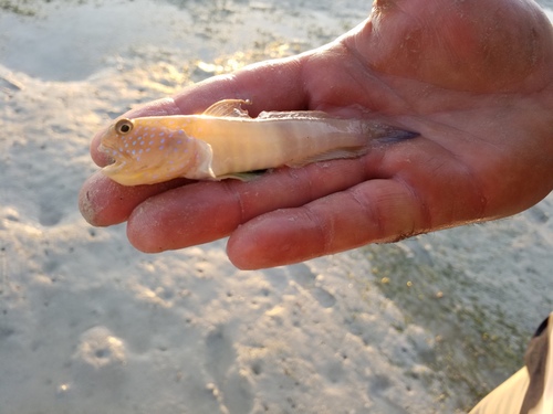 Cebu Shrimpgoby (Cryptocentrus cebuanus) · iNaturalist