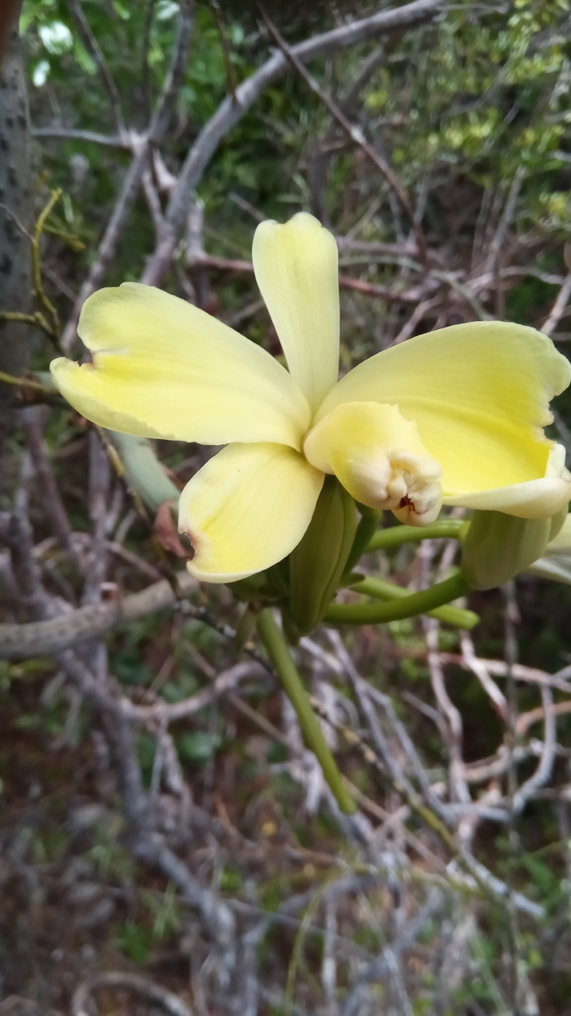 Vanilla perrieri Schltr.