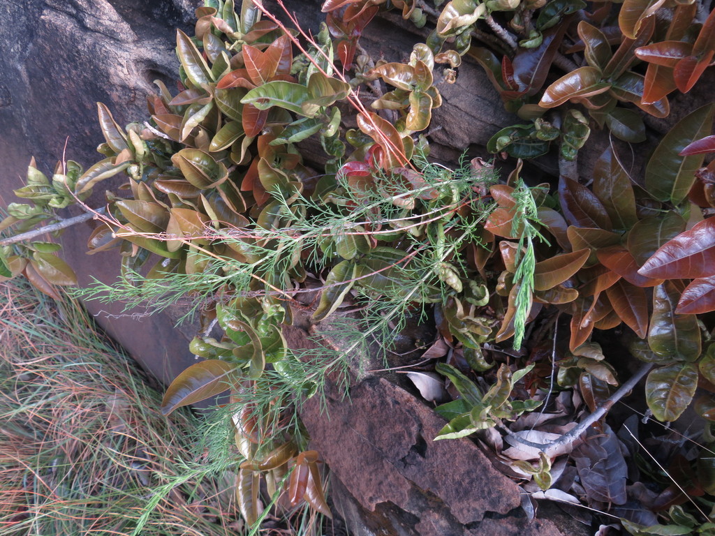 Pelargonium bowkeri from Woodcliffs on October 26, 2020 at 03:56 PM by ...