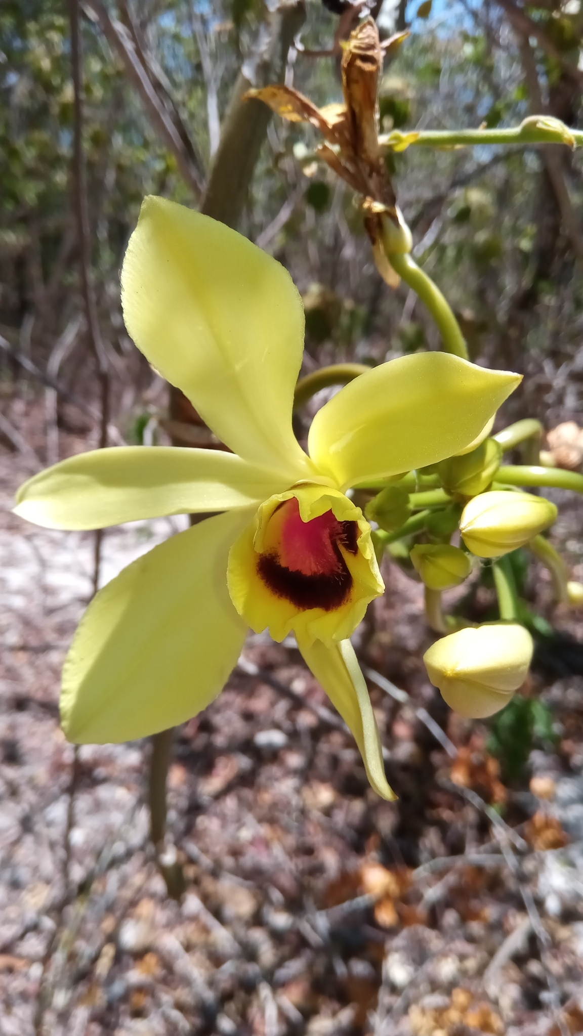 Vanilla perrieri Schltr.