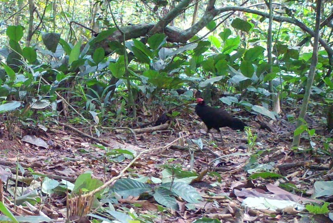 Agelastes niger (Cassin, 1857)