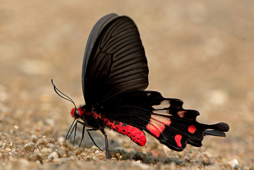 Observations by bugsalive · iNaturalist