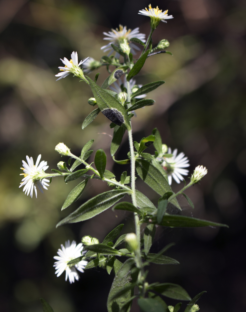 Aster Ontarionis