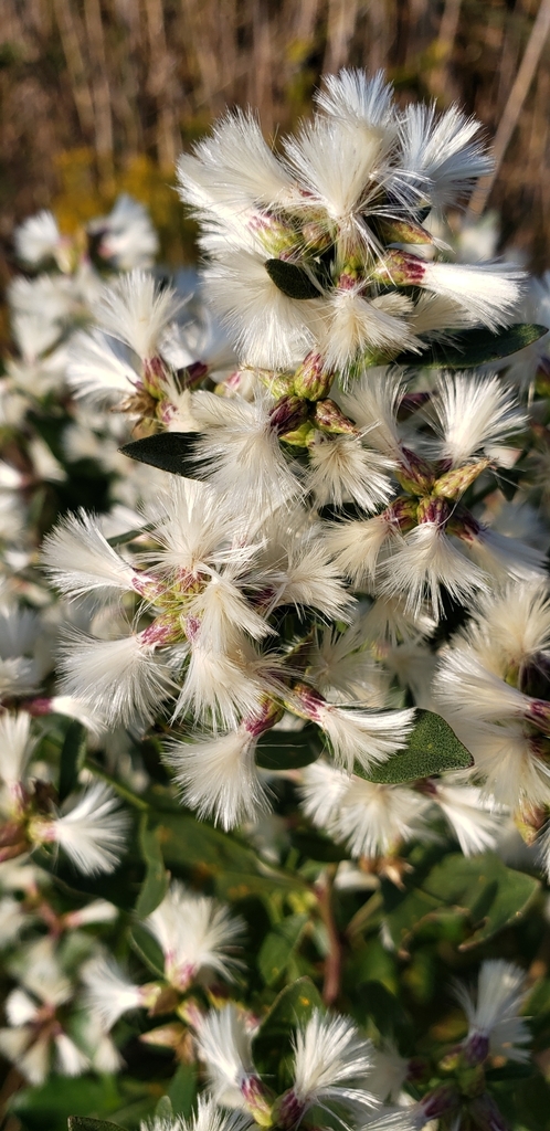 groundsel tree from Oakwood, Staten Island, NY, USA on October 4, 2020 ...