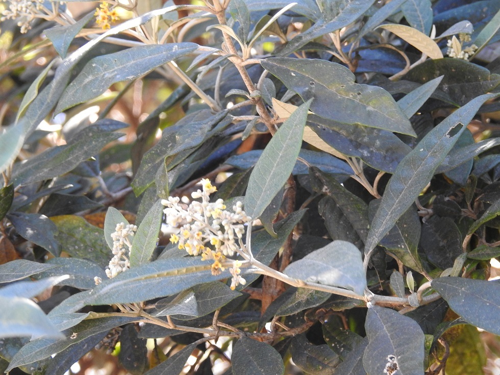 Buddleja nitida Benth.