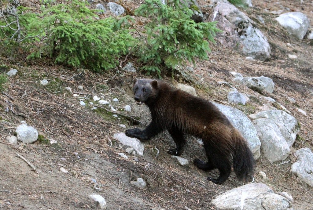 Eurasian Wolverine (Gulo gulo gulo) - Know Your Mammals