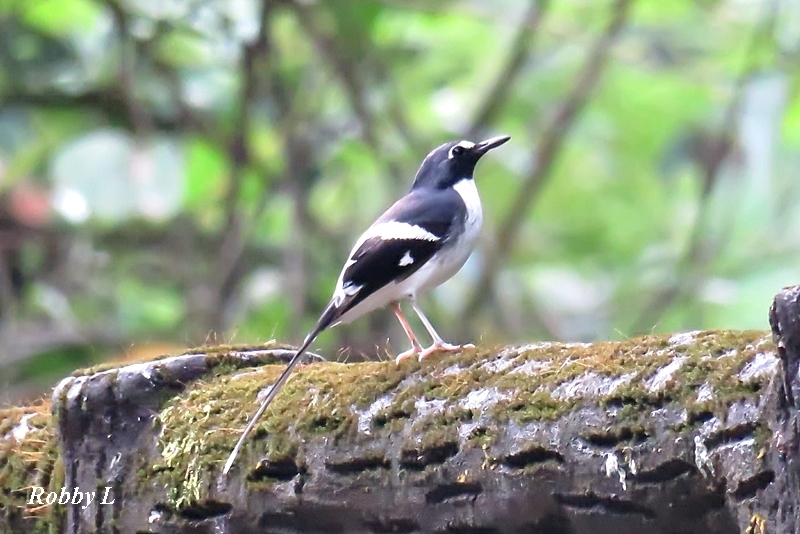 Slaty-backed Forktail (Birds of Thailand) · iNaturalist