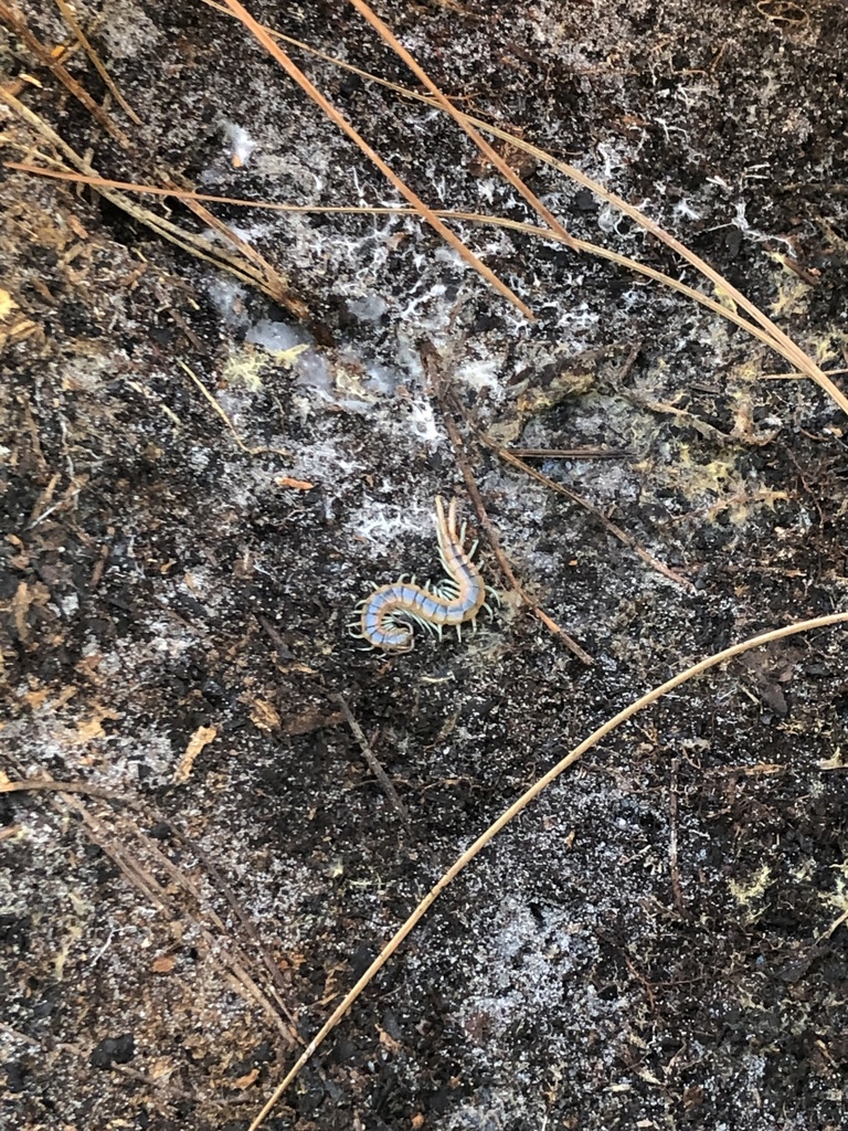 Florida Blue Centipede from Babson Park, FL, US on November 4, 2020 at ...