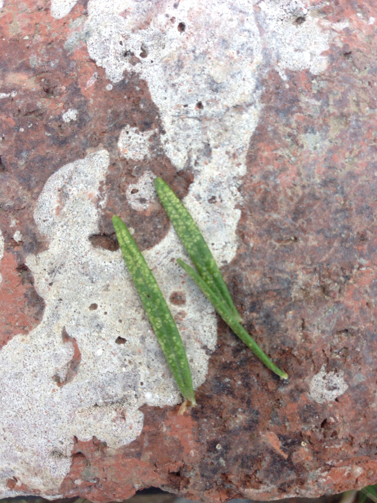 Life in August 2014 by Charlie Hohn. Disease on rosemary leaves ...