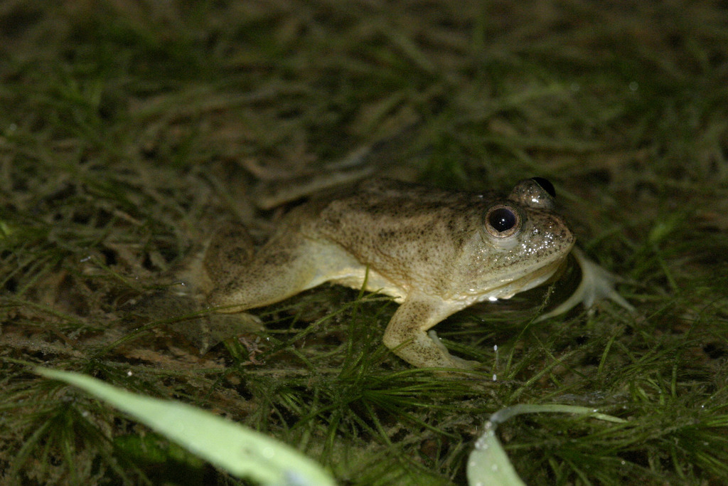 Green Puddle Frog from Mu Si, Pak Chong District, Nakhon Ratchasima ...