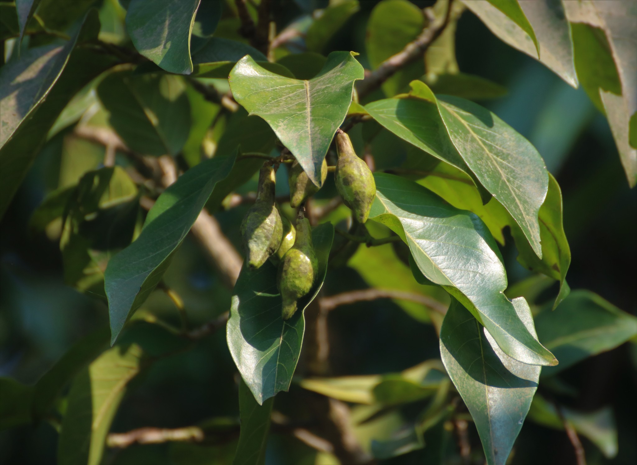 Terminalia chebula Retz.