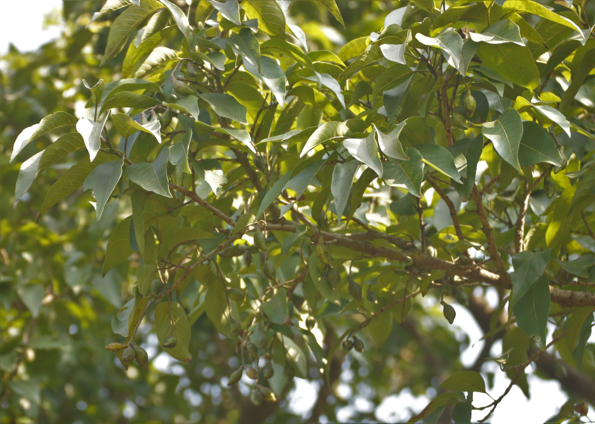 Terminalia chebula Retz.