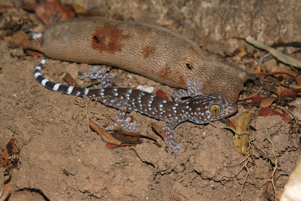 Tokay Gecko from Chiang Dao, Chiang Dao District, Chiang Mai 50170 ...