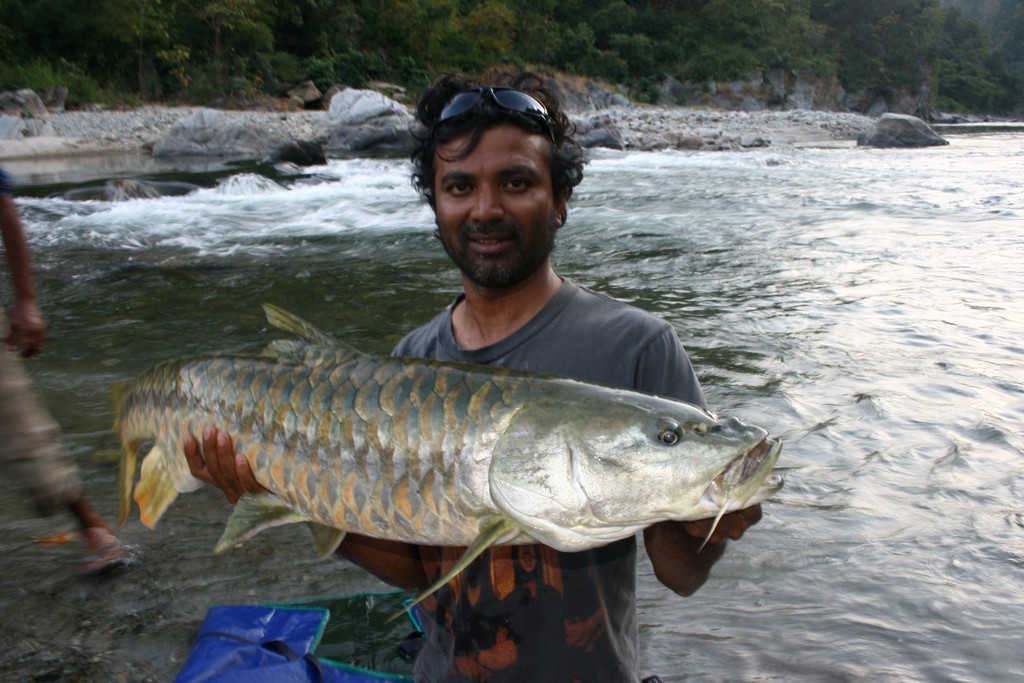 Golden Mahseer (Tor putitora) - Marine Life Identification