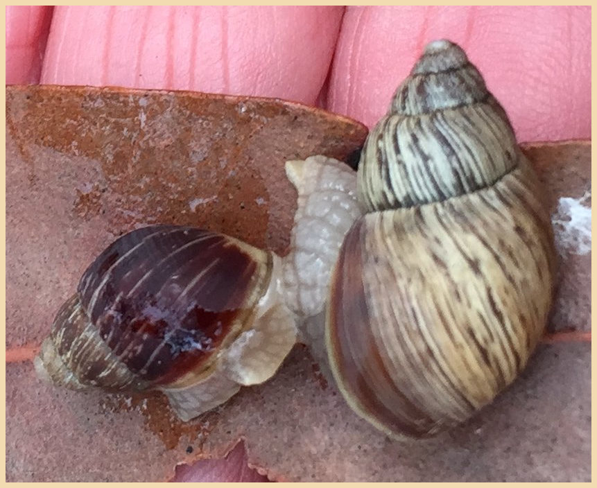 Bothriembryon brazieri (Bollygum Dell Biodiversity) · iNaturalist