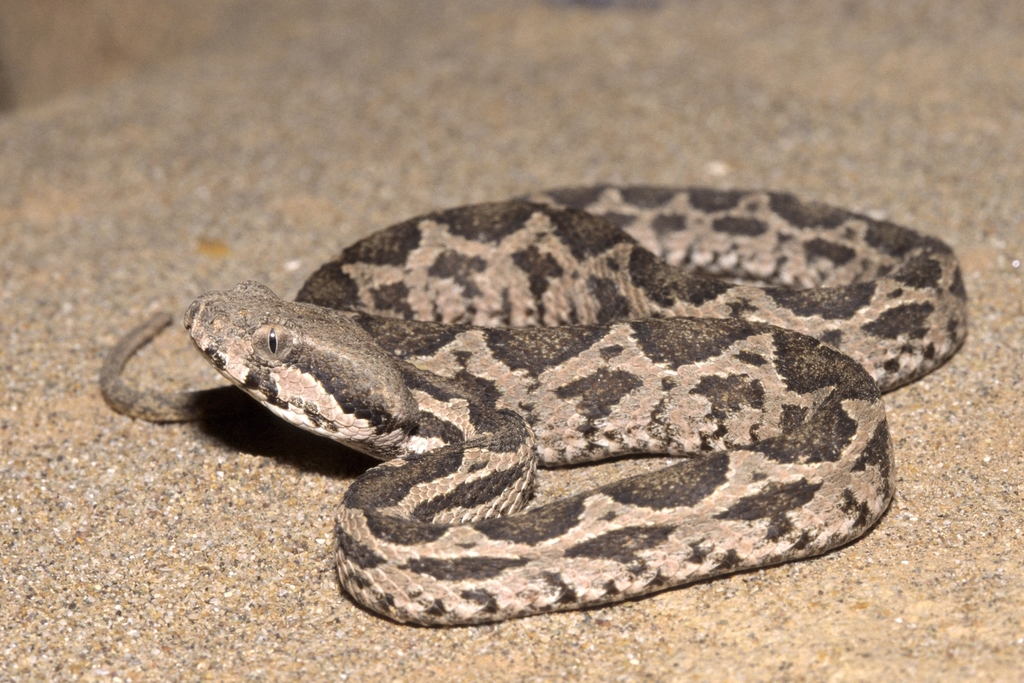 Moorish Viper in October 2001 by Xavier Rufray · iNaturalist