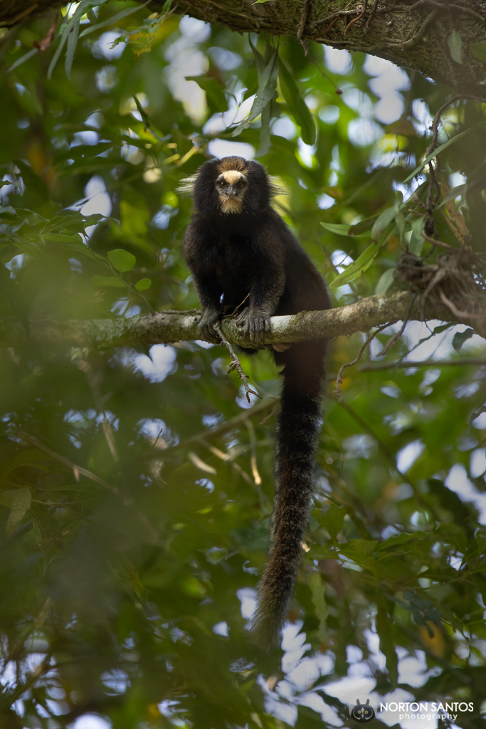 Marmosets and Tamarins (Callitrichidae) - Know Your Mammals