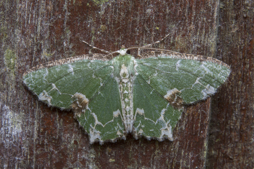 Eucyclodes discata · iNaturalist Mexico