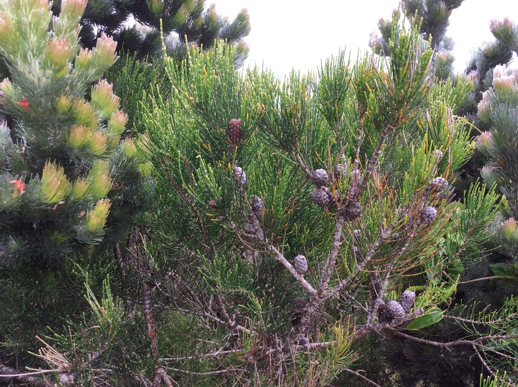 dwarf sheoak (Allocasuarina humilis) - Botanical Realm