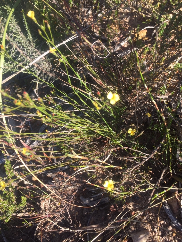 Rock Flax from Stellenbosch, WC, ZA on November 11, 2020 at 04:57 PM by ...