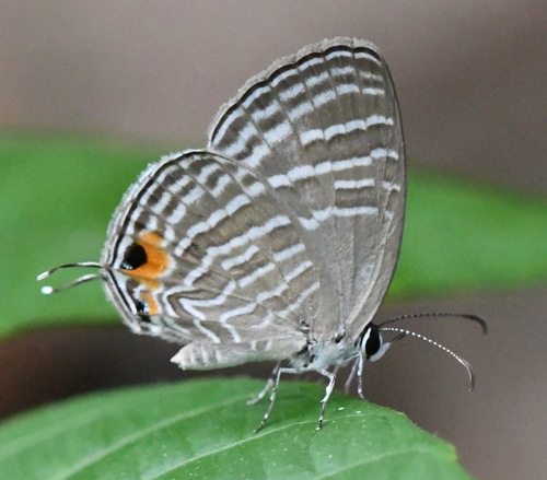 Common Caerulean (Subspecies Jamides celeno aelianus) · iNaturalist