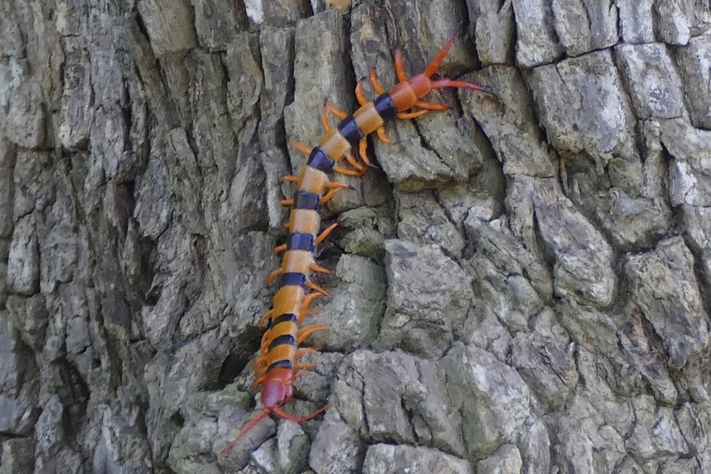 Indian Tiger Centipede from Badulla, Sri Lanka on January 25, 2020 at ...