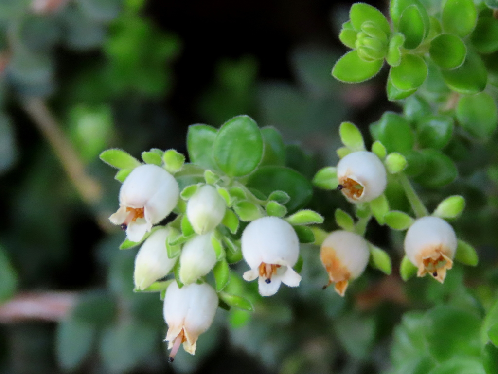 Flatleaf Heath (Heaths of the Cape Peninsula) · iNaturalist