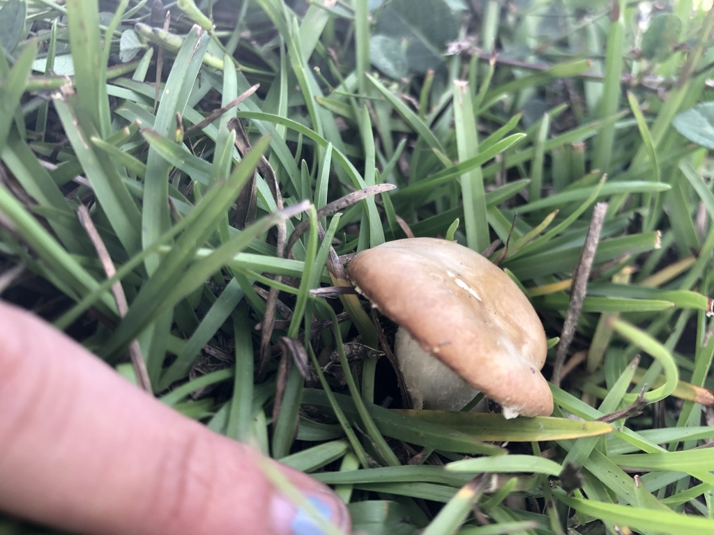 Mushrooms, Bracket Fungi, Puffballs, and Allies from Lake Pride Dr ...