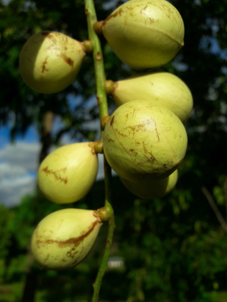 pithraj tree from Unnamed Road, Bhutan on September 12, 2017 at 07:47 ...