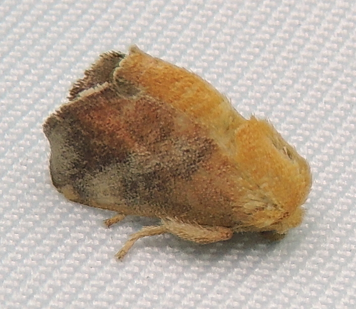 Crowned Slug Moth (Lepidoptera of Cutler Park (Norfolk Co., MA ...