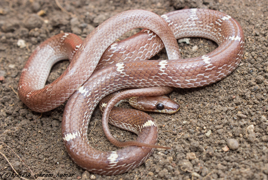 Indian Wolf Snake from Indore, Madhya Pradesh, India on June 27, 2017 ...