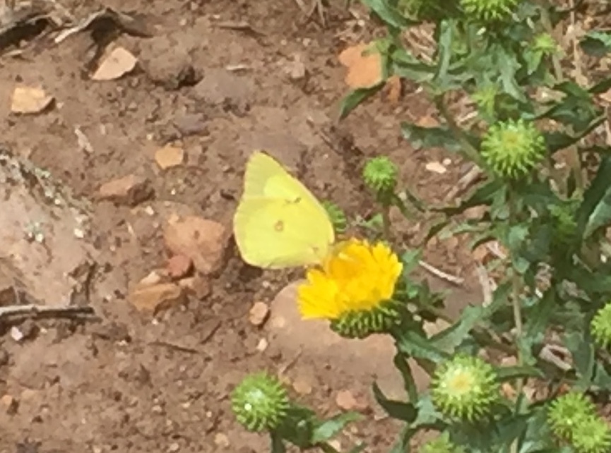 Colias philodice eriphyle from Moffat County, CO, USA on July 15, 2018 ...