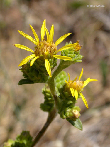 Goldenweeds (Pyrrocoma)