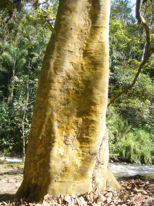 Mexican Sycamore (Platanus mexicana) - Botanical Realm