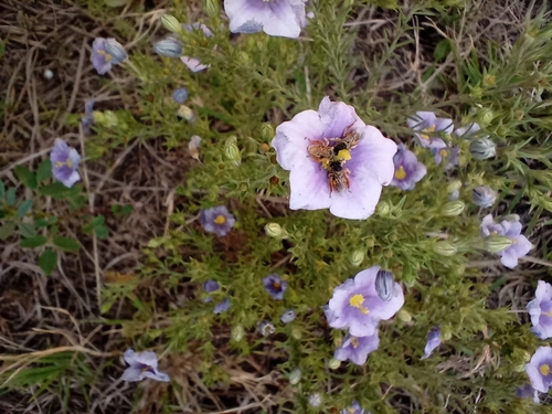 Dwarf Mini-Oil Digger (Lanthanomelissa parva) · iNaturalist