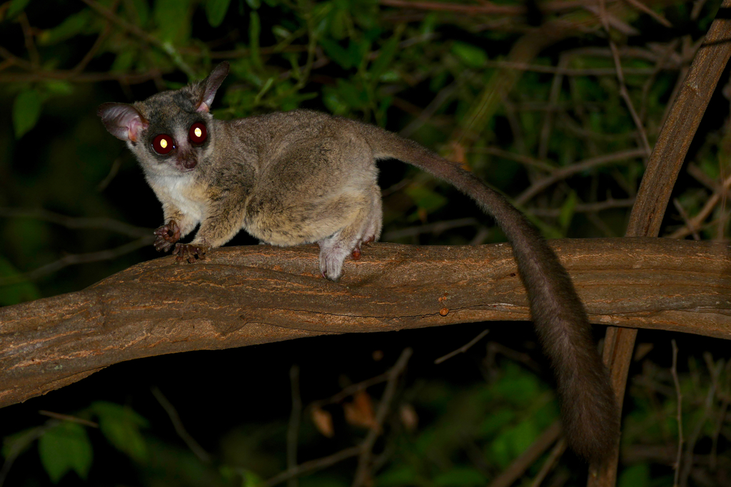 Southern Lesser Galago (Galago moholi) - Know Your Mammals