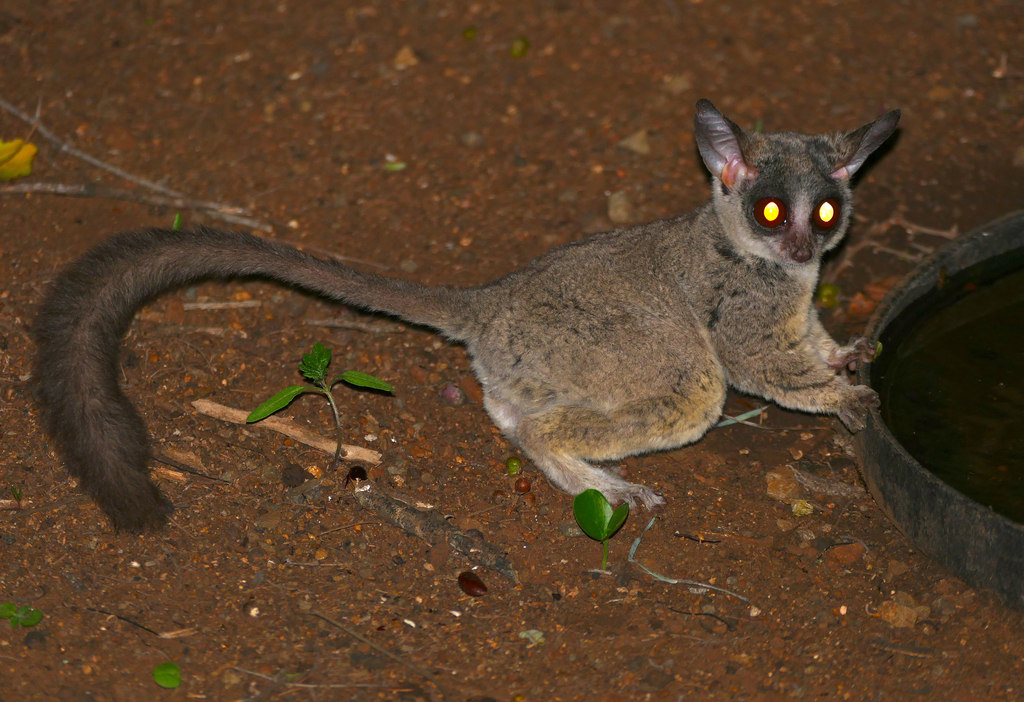 Southern Lesser Galago (Galago moholi) - Know Your Mammals