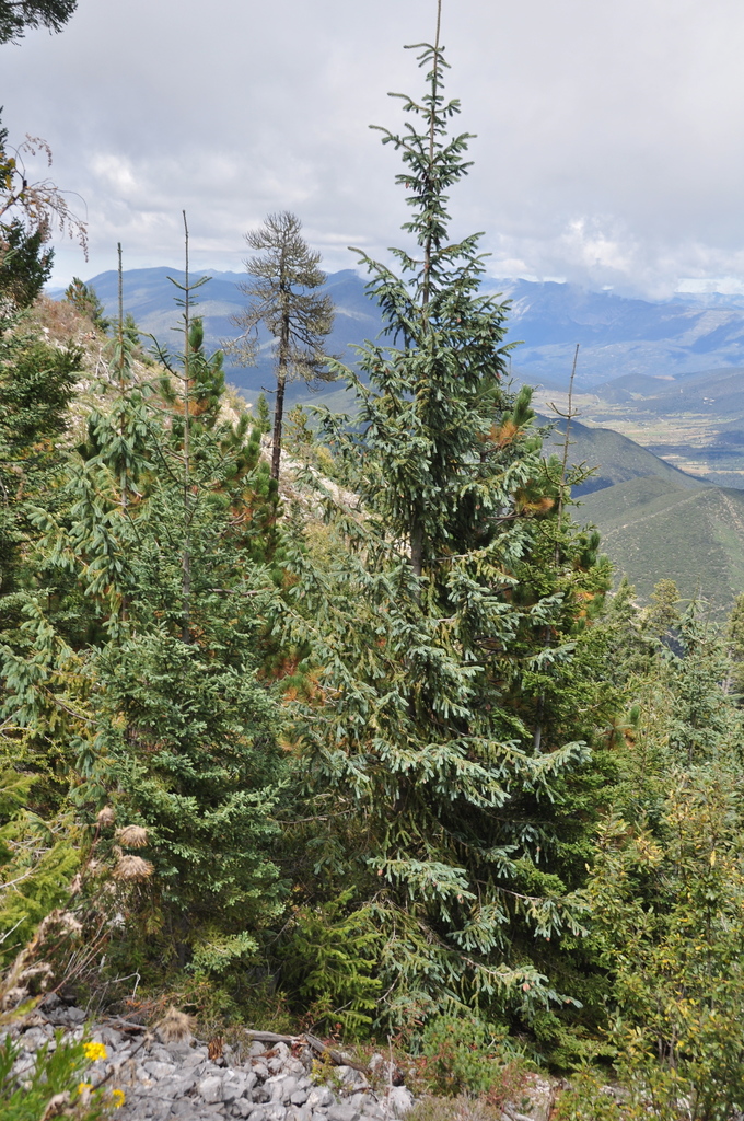 Mexican Spruce from Arteaga, Coah., Mexico on September 28, 2014 at 10: ...