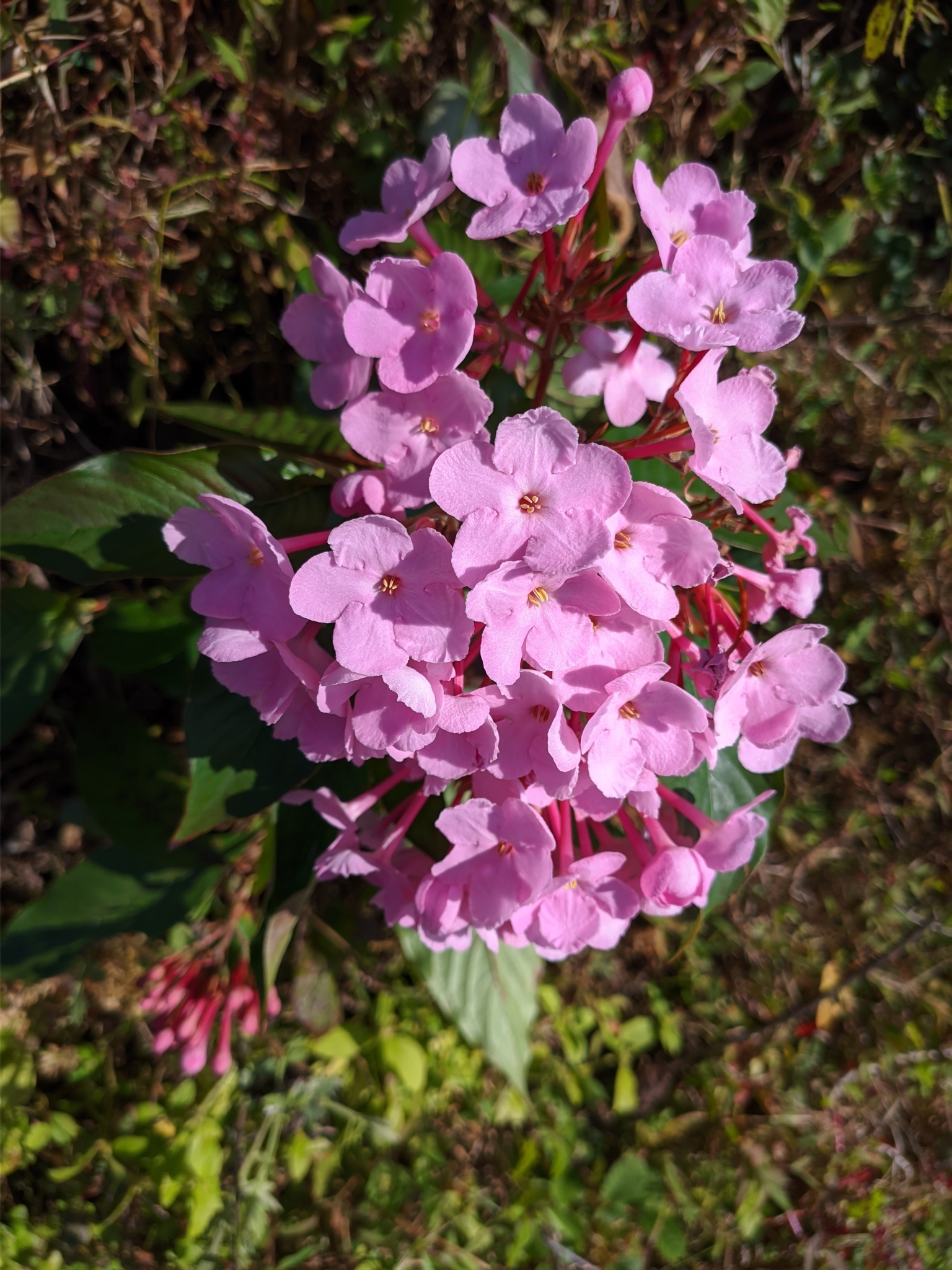 Luculia gratissima (Wall.) Sweet