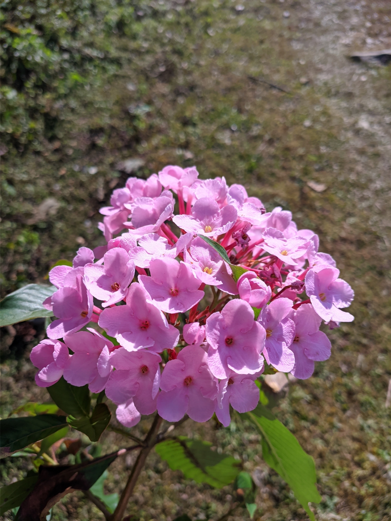 Luculia gratissima (Wall.) Sweet