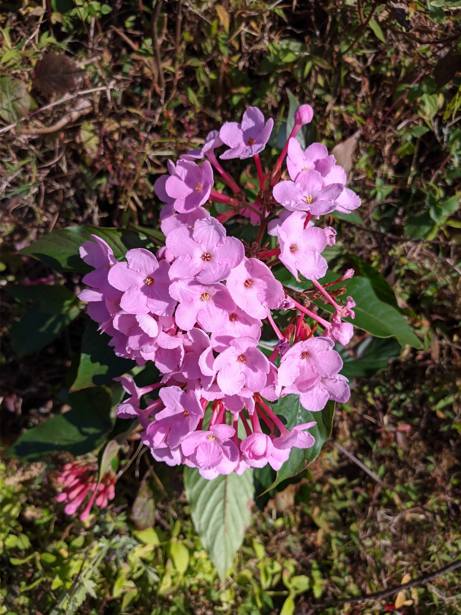 Luculia gratissima (Wall.) Sweet
