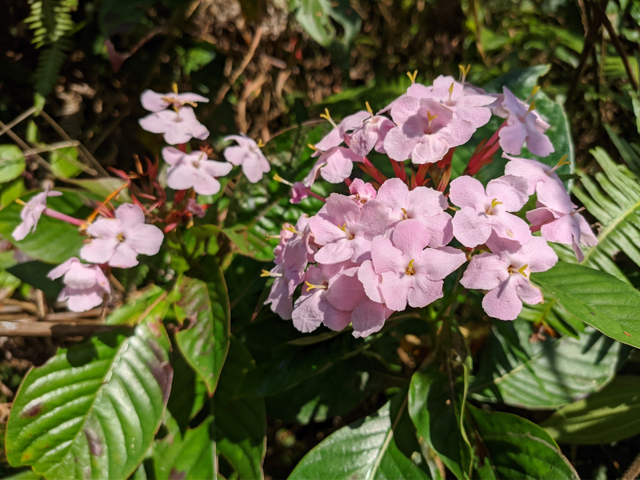 Luculia gratissima (Wall.) Sweet