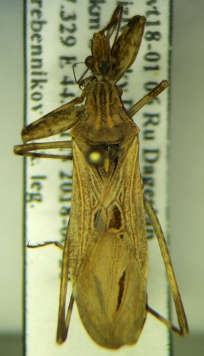 Oncocephalus plumicornis · iNaturalist