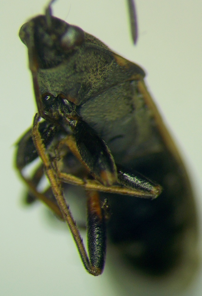 Peritrechus nubilus (Madeira True Bugs) · iNaturalist