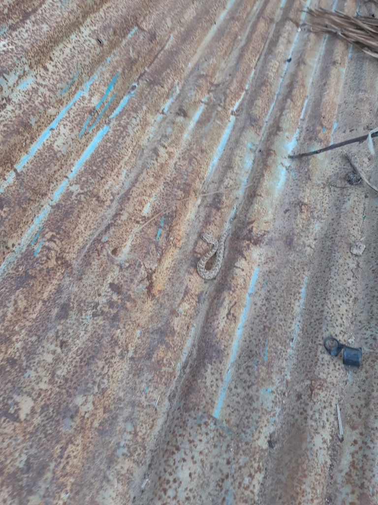 Puff Adder in June 2020 by Mahad. Also known as "Abeeso" in Somali ...