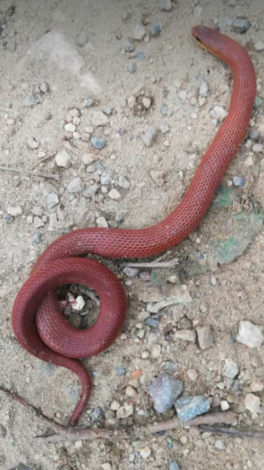 Blood Snake from Villa Corzo, Chis., México on November 9, 2020 at 04: ...