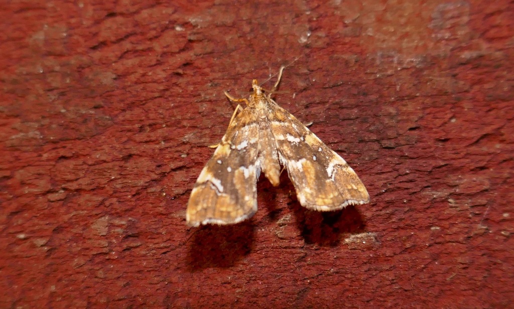 Golden-brown Fern Moth from Broad Bay, Dunedin 9014, New Zealand on November 11, 2020 at 10:23 ...