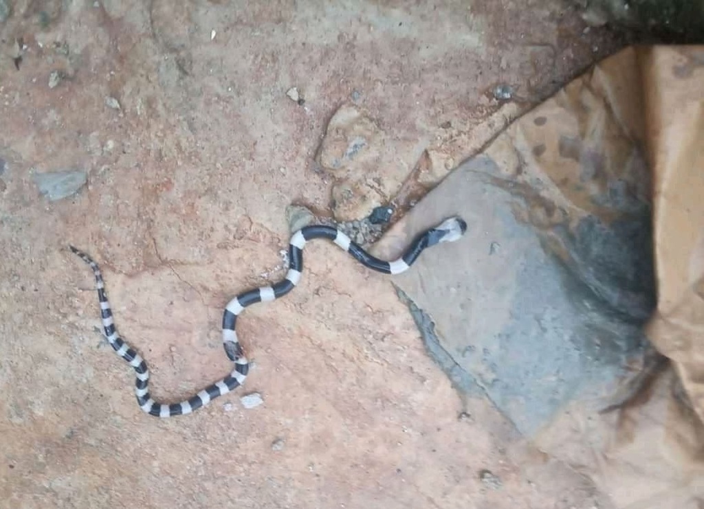Malayan Banded Wolf Snake from Kabupaten Banyumas, Jawa Tengah ...