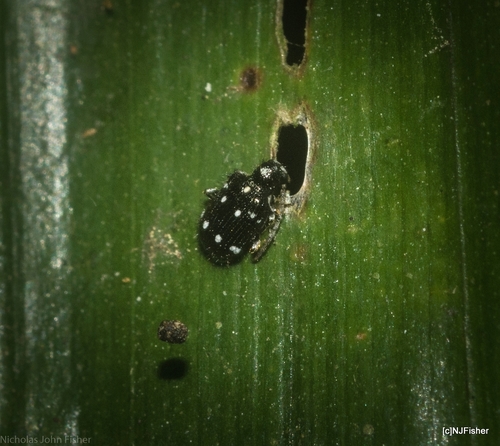 Ptinus amoenus · iNaturalist