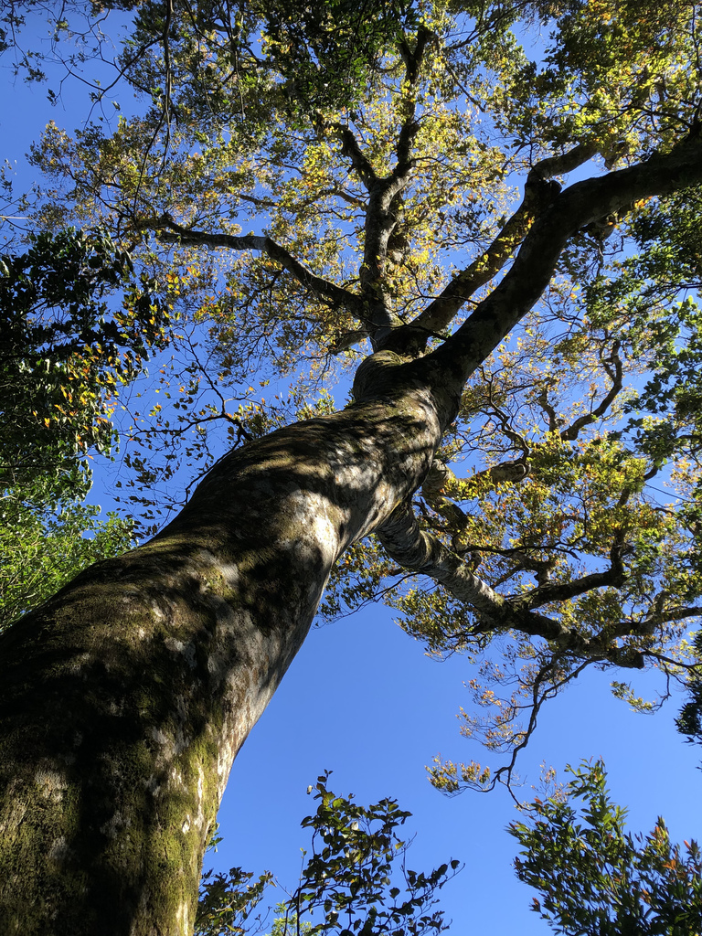Taiwan beech (Fagus hayatae) - Botanical Realm